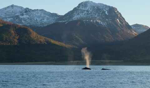 Where is Cape Horn? Location and the Characteristics of a Mythic ...